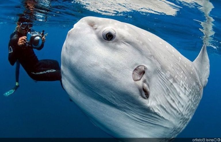 Fun diving with sunfish in Bali - Bali Travel Diary