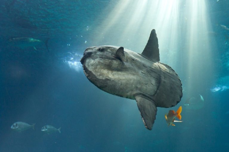 Fun diving with sunfish in Bali - Bali Travel Diary