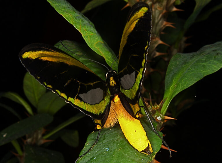 Bali Butterfly Park, Alternative Family Vacation Location in Tabanan ...